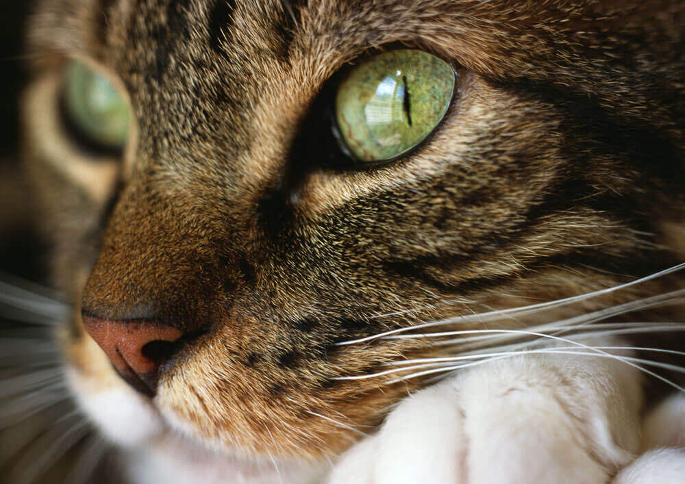 Nouvelle loi sur le dégriffage : comment bien vivre avec votre chat ...